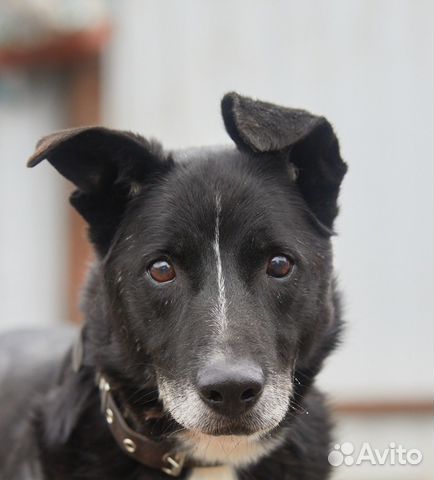 Тимошка в поиске мам и пап