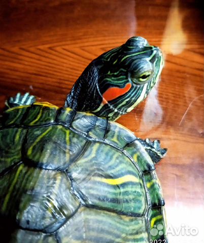 Красноухая черепаха