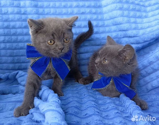 Британские котята