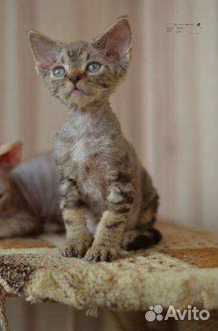 Котята девон-рекс