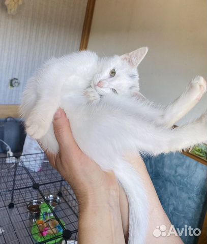 Белый снежный ласковый котенок 3 мес