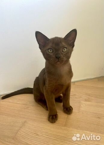 Котенок европейской бурмы