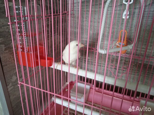 Белый кенар (с клеткой)