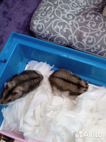 Джунгарский хомяк бесплатно