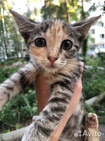 Котята в добрые руки привезу