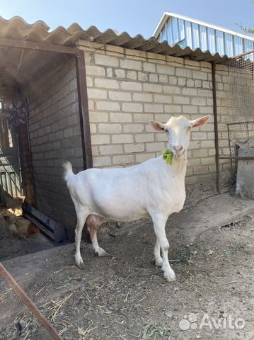 Продается коза