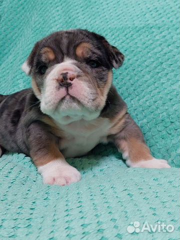 Детка Не реальной Красоты