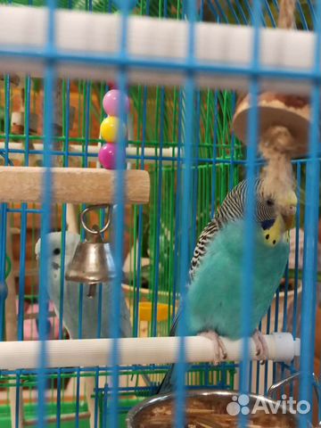 Попугай отдам бесплатно