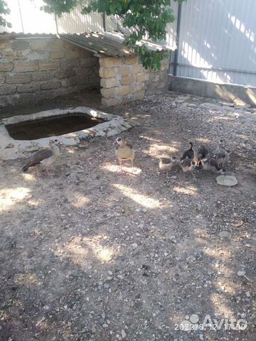 Гуси нильские