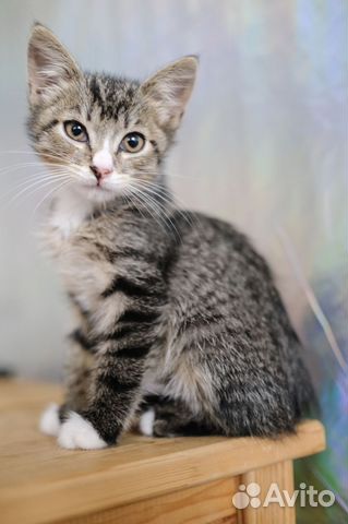 Котенок Сева