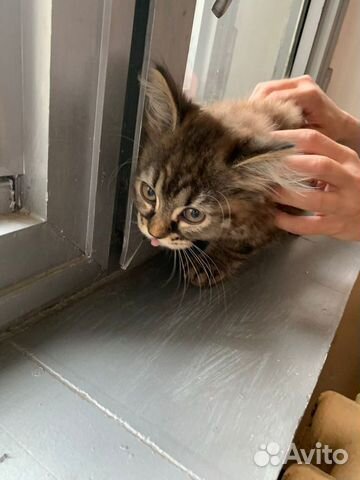 Котенка выкинули