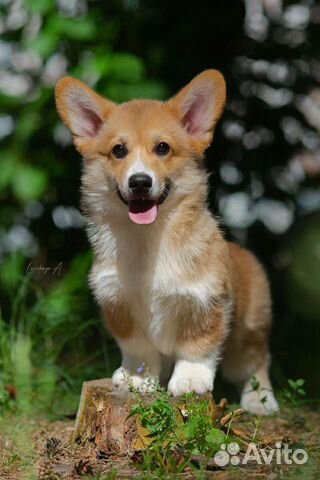 Щенок вельш корги пемброк