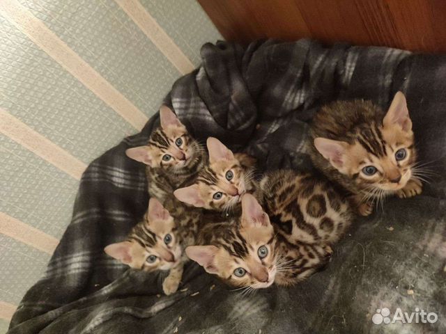 Бенгальские котята