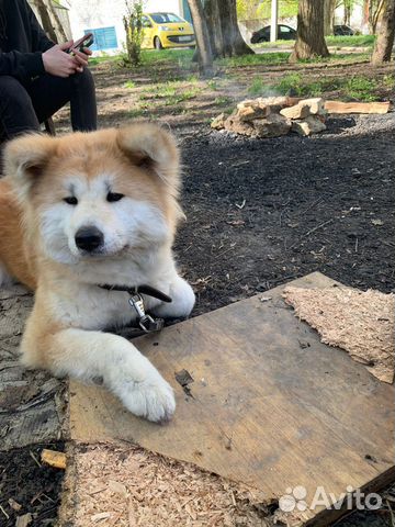 Акита длинничек пристраивается