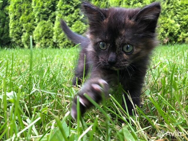 Здоровый, ласковый котенок, 1,5 мес