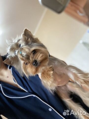 Йоркширский терьер