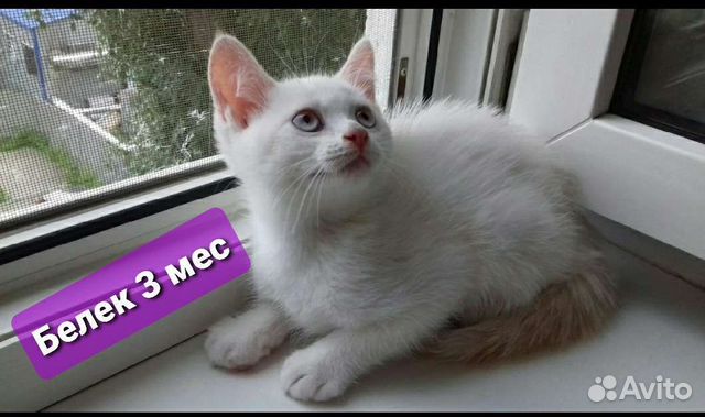 Котёнок