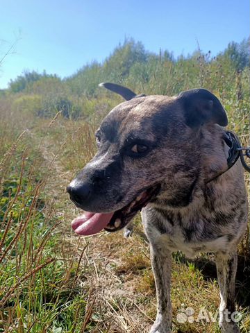 Тайгер в добрые руки