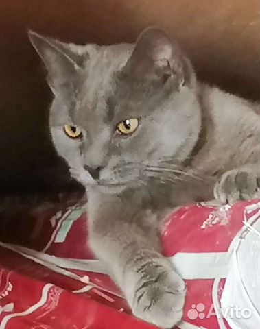 Красавчик голубых кровей ищет любящую семью