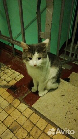 Активный ласкуша Максик в добрые руки