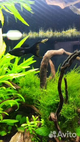 Аквариумные рыбы Моллинезия