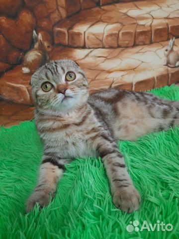 Шотландские вислоухие котята