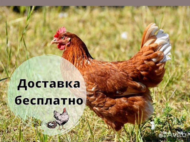 Куры несушки