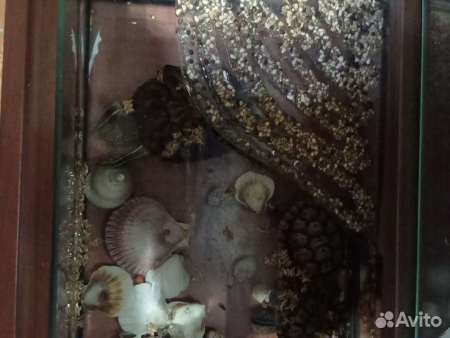 Красноухие черепахи с аквариумом