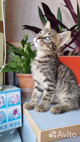 Маленький крошка котёнок в добрые руки