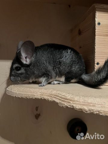 Племенная шиншилла вязка