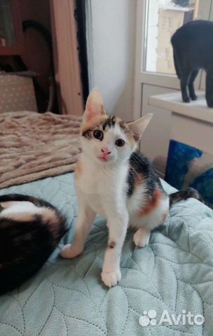 Котенкок бесплатно В добрые руки