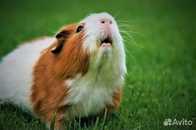 Морские свинки