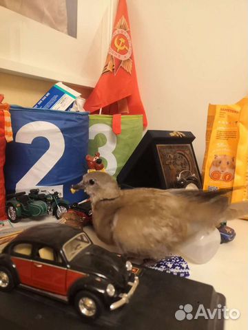 Горлица кольчатая