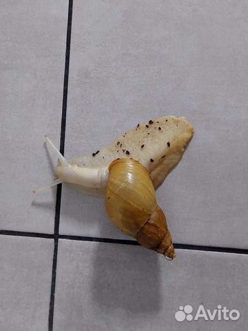 Улитка Ахатина фулика родация