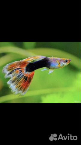 Аквариумные рыбки гуппи отдам за шоколадку