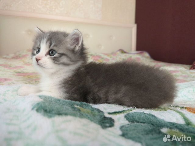 Котик