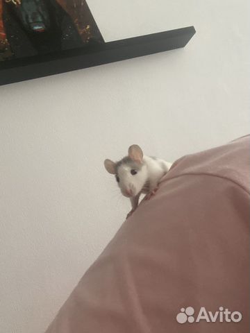 Крыса с клеткой (домик, корм, наполнитель)