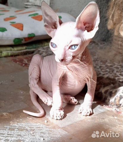 Канадский сфинкс