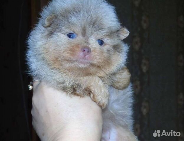 Мальчик лиловый мерле с подпалом