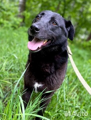 Герда в добрые руки