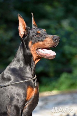 Щенок добермана