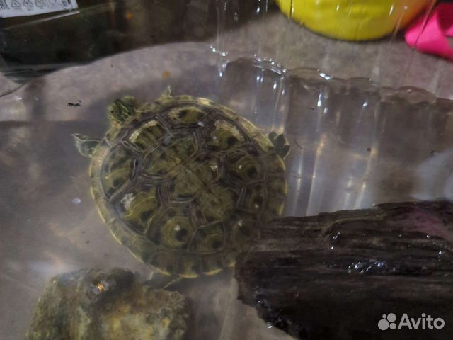 Красноухая черепаха маленькая бесплатно