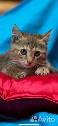 Котенок Сильва ищет свою семью