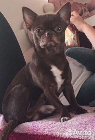 Вязка. Мальчик чихуахуа ищет девочку