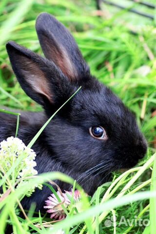 Крольчата 1 месяц