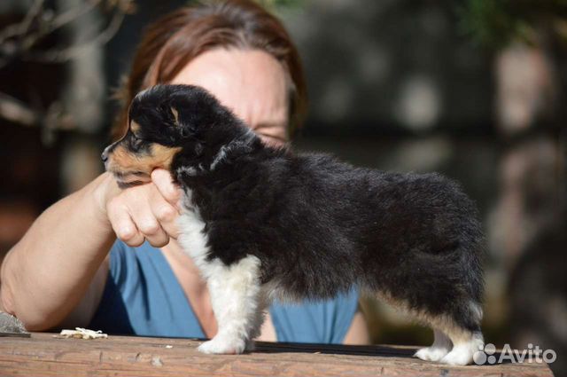 Шелти девочка