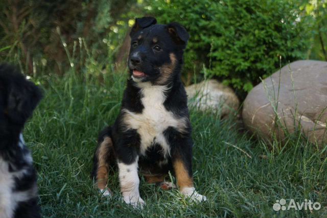 Замечательные щеночки ищут хозев