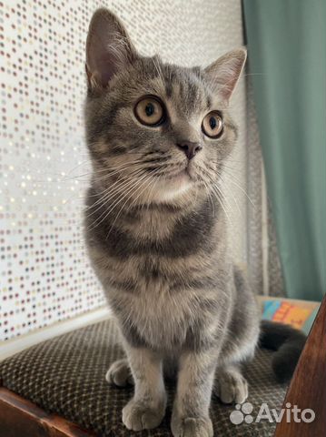 Британская чистокровная