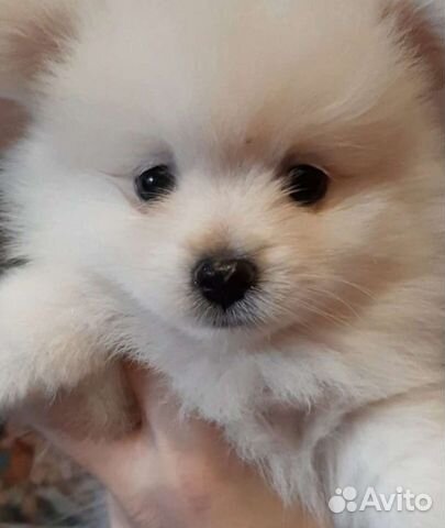 Малый немецкий шпиц