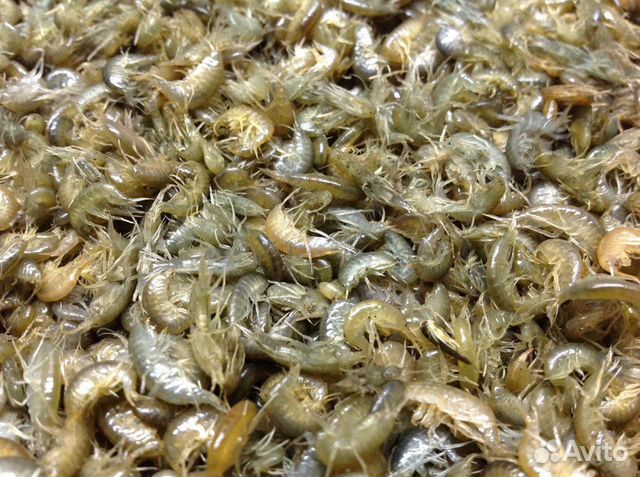 Мормыш замороженный